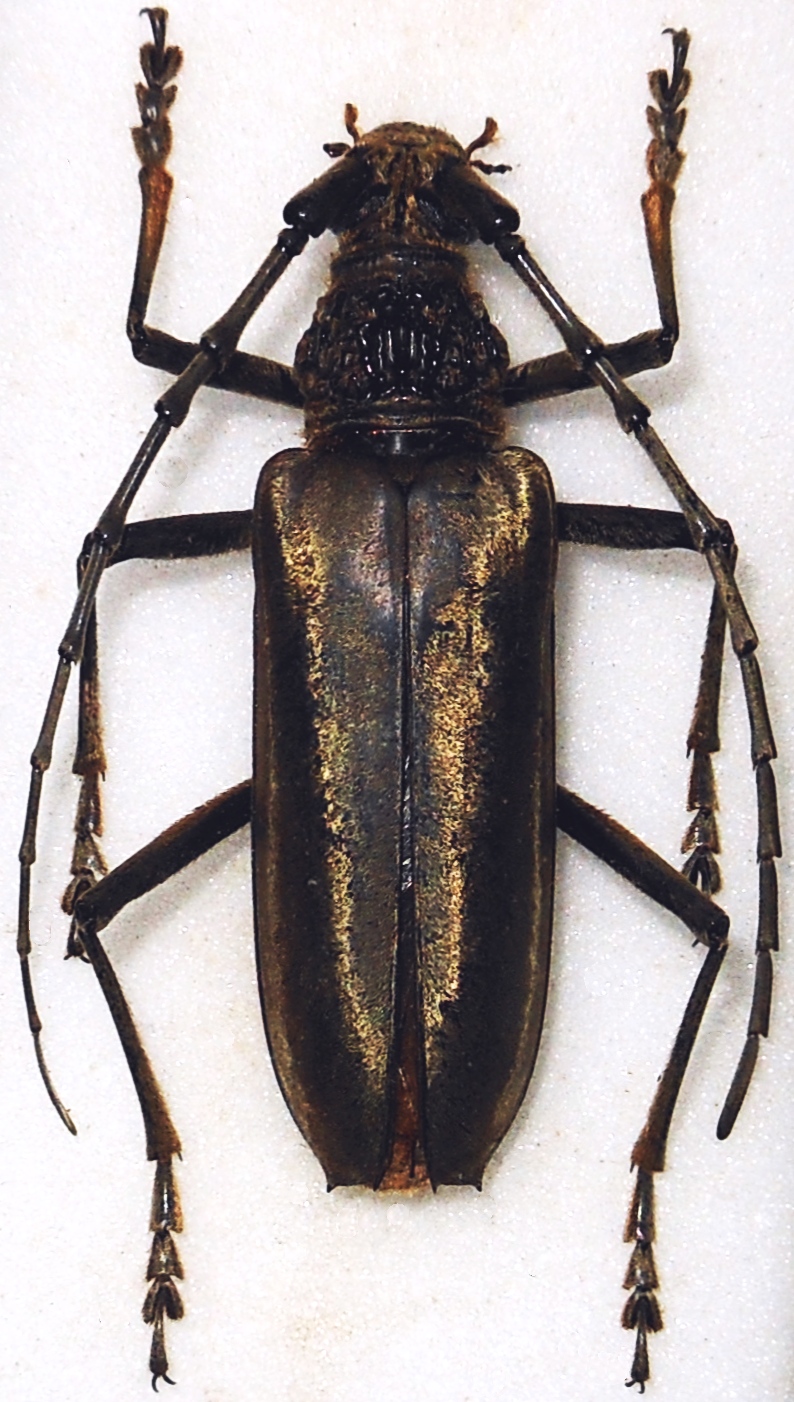 Cerambycoidea Forum - Vietnam: Trachylophus acutulus