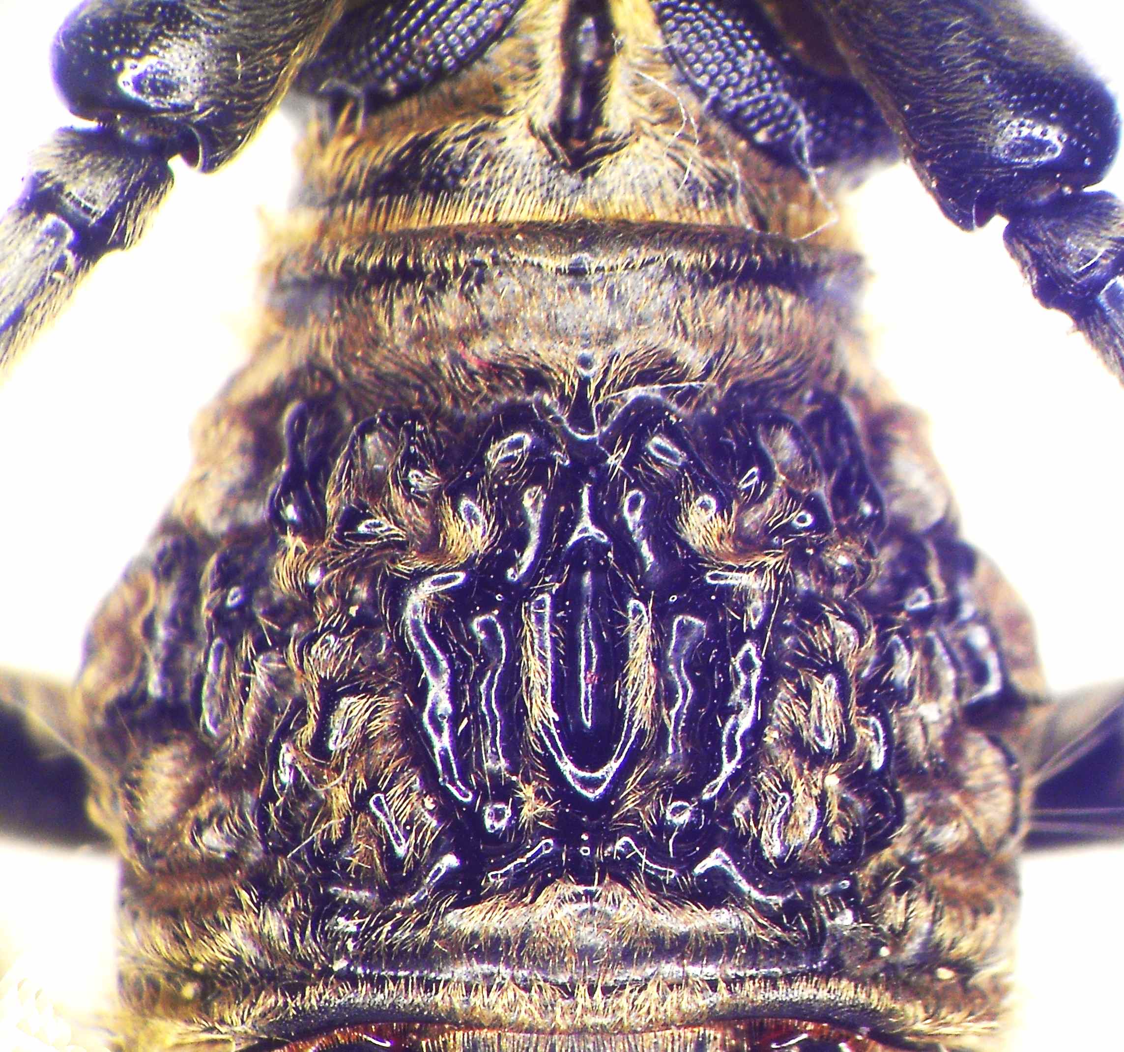 Cerambycoidea Forum - Vietnam: Trachylophus acutulus