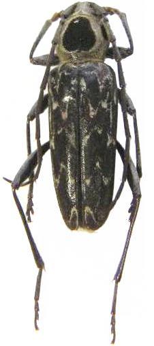 Cerambycinae Clytini Sarosesthes fulminans" - Worldwide Cerambycidae Photo Gallery
