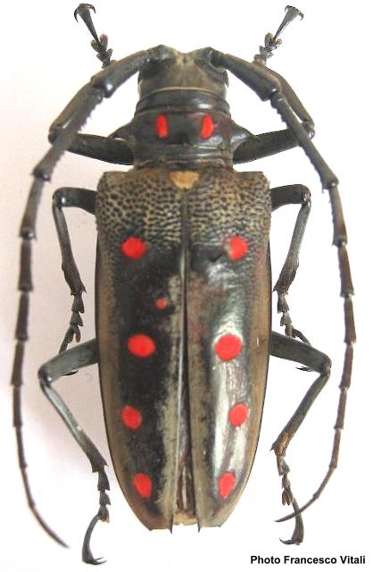 Lamiinae Batocerini Batocera parryi" - Worldwide Cerambycidae Photo Gallery