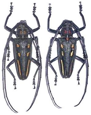 Lamiinae Batocerini Batocera rosenbergi" - Worldwide Cerambycidae Photo ...