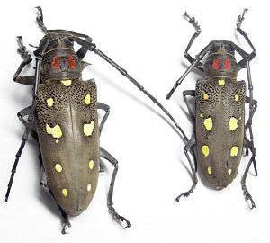 Lamiinae Batocerini Batocera rubus rubus" - Worldwide Cerambycidae ...