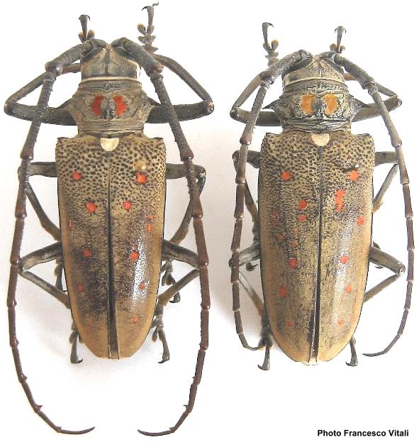 Batocera - Alchetron, The Free Social Encyclopedia