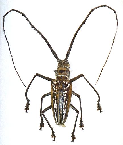 Lamiinae Batocerini Batocera wallacei" - Worldwide Cerambycidae Photo ...