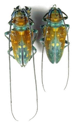 Lamiinae Sternotomini Sternotomis (Sternotomis) variabilis" - Worldwide ...