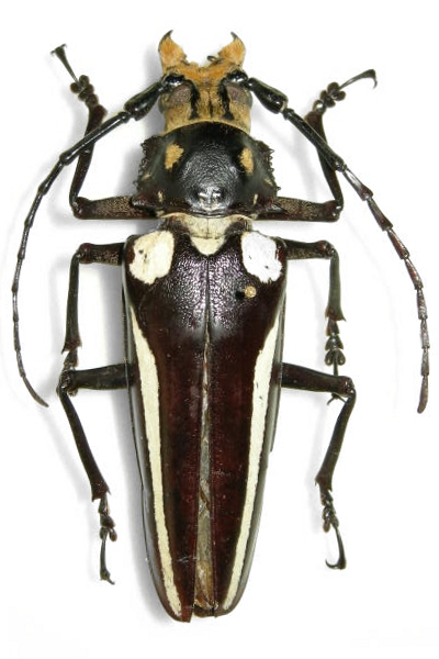 Prioninae Callipogonini Callipogon (Callipogon) lemoinei" - Worldwide ...