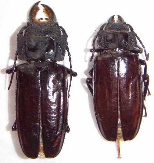 Mallodon - Alchetron, The Free Social Encyclopedia