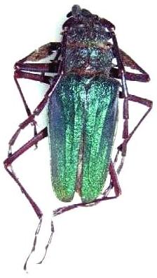 Prioninae Prionini Psalidognathus friendi" - Worldwide Cerambycidae ...