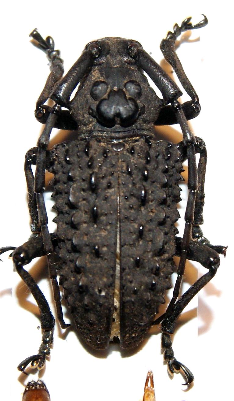 Cerambycoidea Forum - China: Aethalodes verrucosus