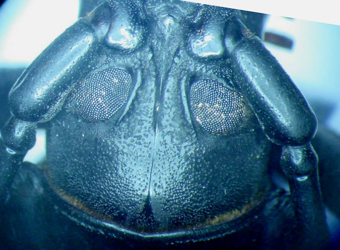 Cerambycoidea Forum - Myanmar: Dorysthenes(Cyrtognat.) hydropicus♂