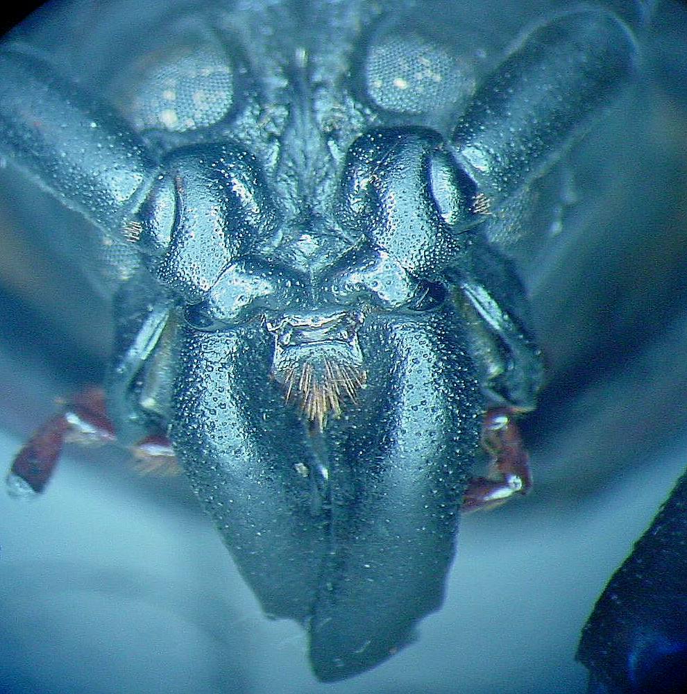 Cerambycoidea Forum - Myanmar: Dorysthenes(Cyrtognat.) hydropicus♂