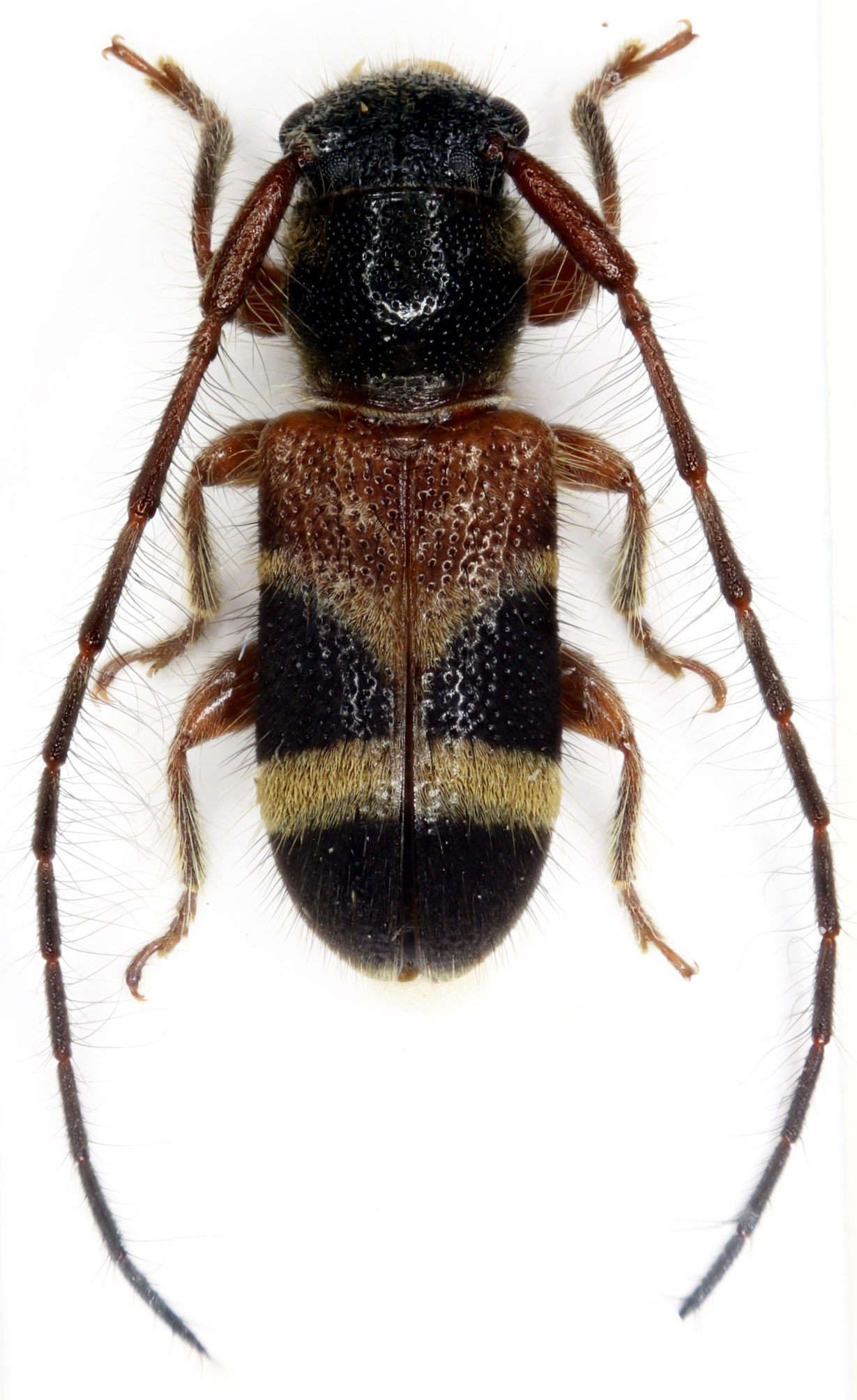 Cerambycoidea Forum - S-Thailand: Egesina sp.