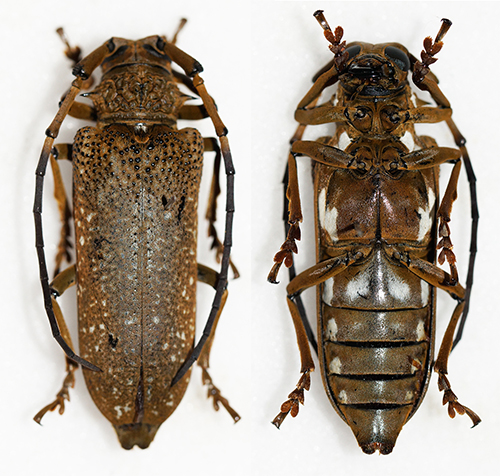 Cerambycoidea Forum - Vietnam, Apriona swainsoni