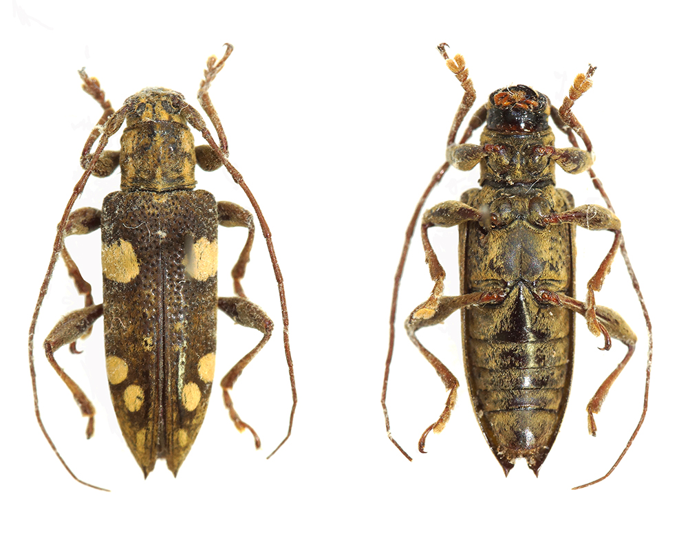 Cerambycoidea Forum - Philippines: Plocia or Sybra species?