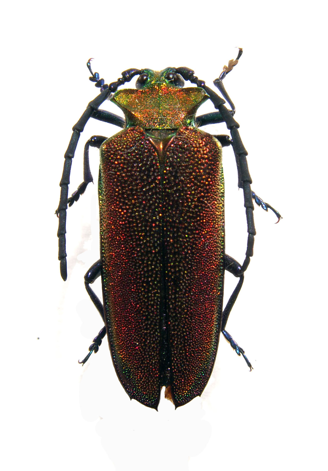 Cerambycoidea Forum - Chili, Cheloderus childreni