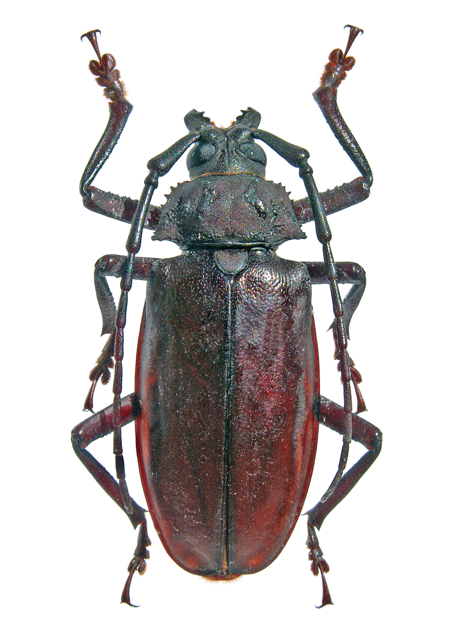 Cerambycoidea Forum - Malaysia (Sabah): Paroplites oculatus