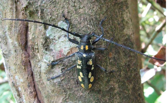Cerambycoidea Forum - Vietnam, Batocera: breuningi?