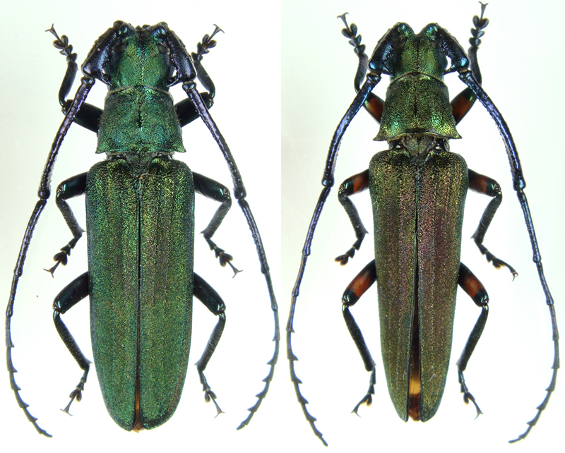 Cerambycoidea Forum - Vietnam: Vietetropis viridis? ♂