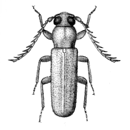 Nannoprionus – Wikipedia