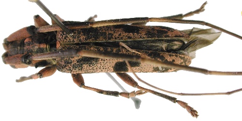 Cerambycoidea Forum - Key to Chinese Uraecha