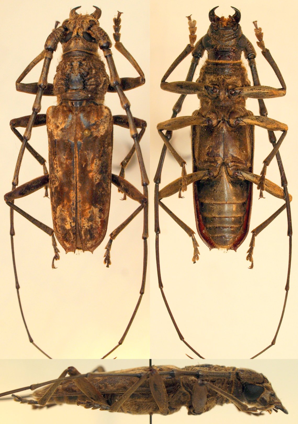 Cerambycoidea Forum - Philippines: Trirachys indutus