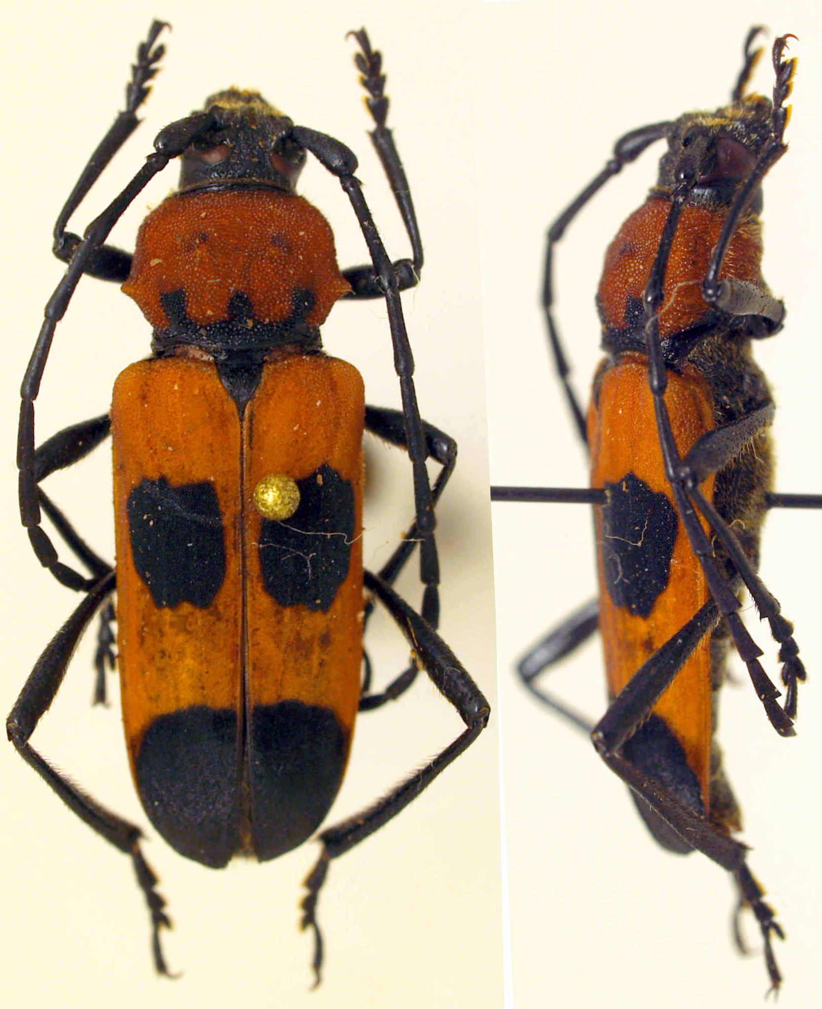 Cerambycoidea Forum - Timor: Purpuricenus wieneckii