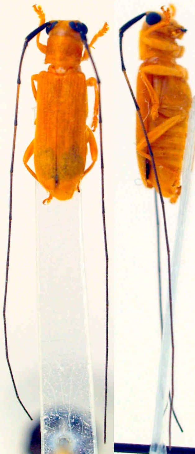Cerambycoidea Forum - Laos: Serixia laosensis