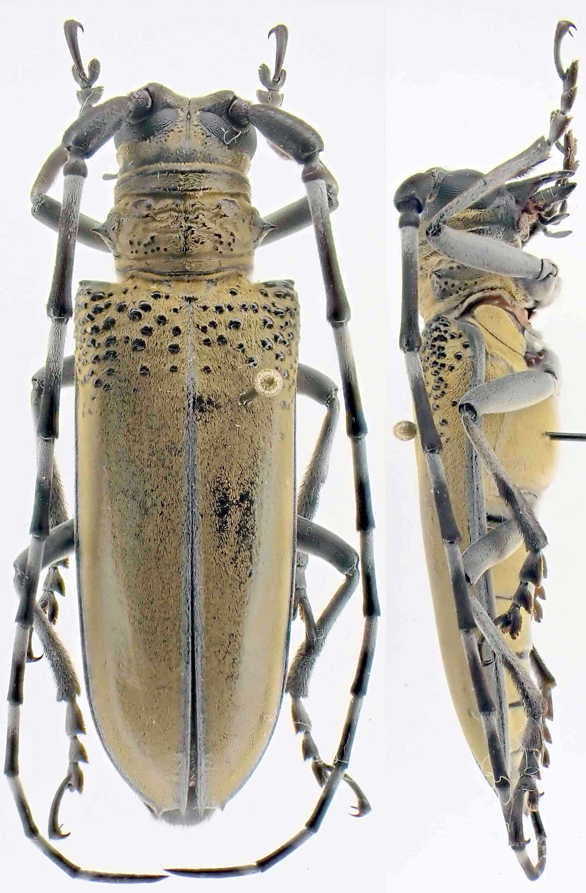 Cerambycoidea Forum - Taiwan: Apriona