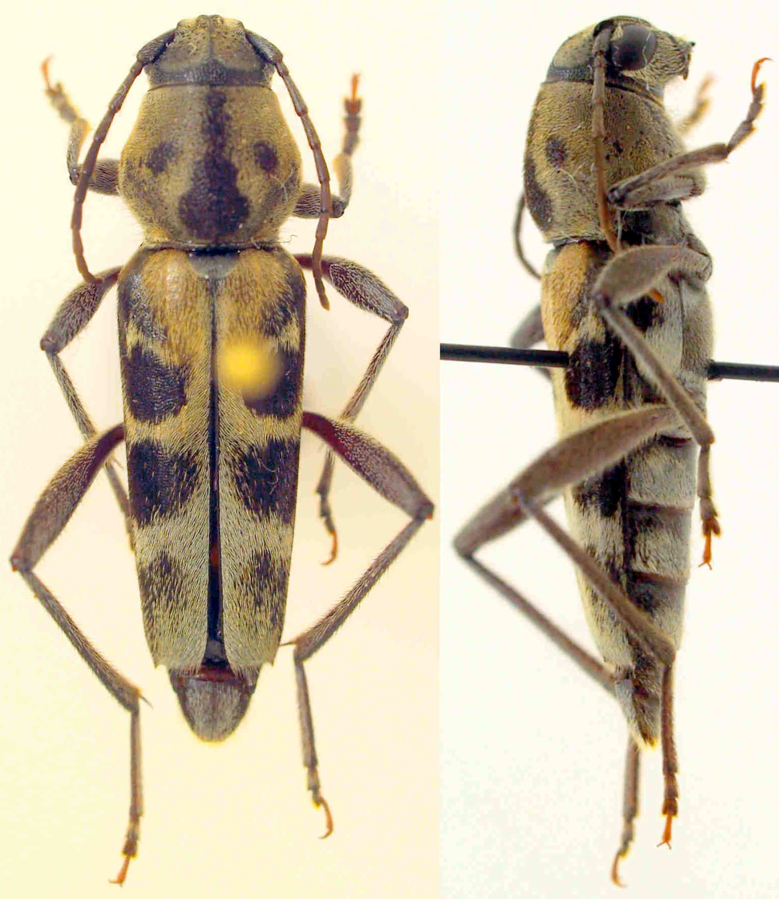Cerambycoidea Forum - Taiwan:Xylotrechus atronotatus