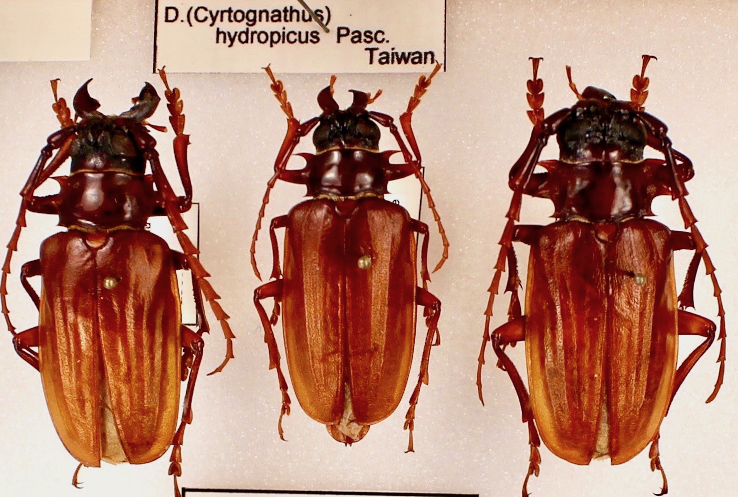 Cerambycoidea Forum - Myanmar: Dorysthenes(Cyrtognat.) hydropicus♂