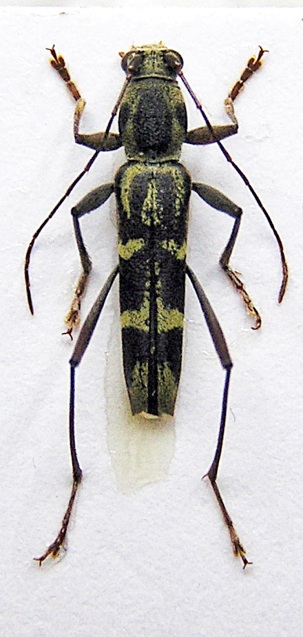 Cerambycoidea Forum - Vietnam: Rhaphuma sontraica