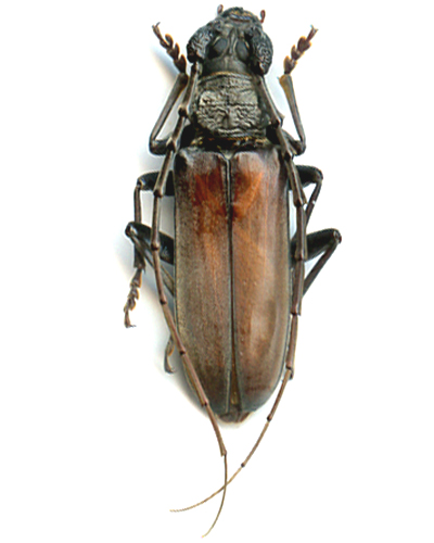 Cerambycoidea Forum - Tanzania: Neoplocaederus