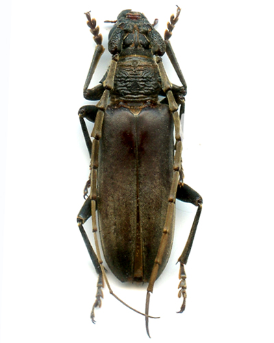 Cerambycoidea Forum - Tanzania: Neoplocaederus