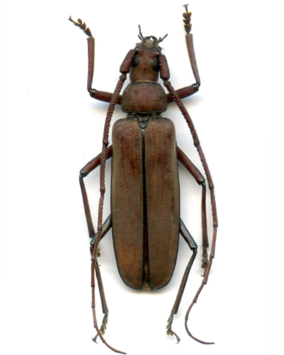 Cerambycoidea Forum - Vietnam: Aegolipton marginale pair