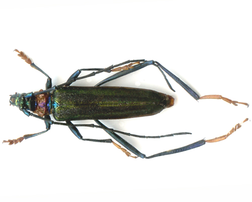 Cerambycoidea Forum - Vietnam, Aphrodisium: delatouchei