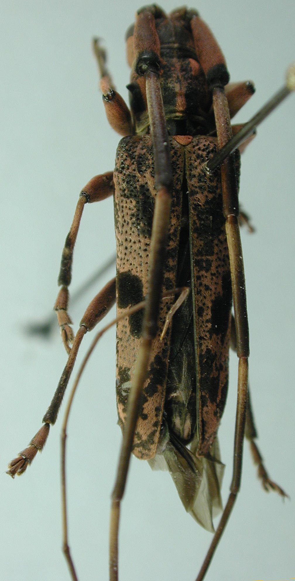 Cerambycoidea Forum - Vietnam: Uraecha yunnana?