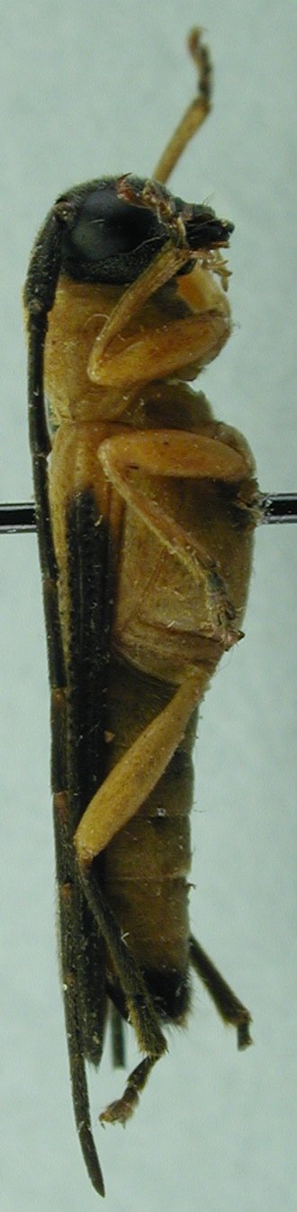 Cerambycoidea Forum - Vietnam: Nupserha fricator