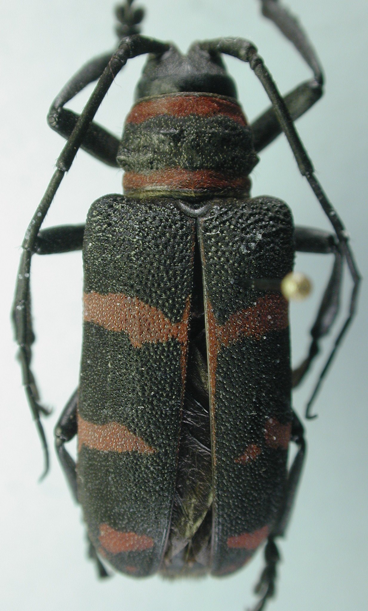 Cerambycoidea Forum - DR Congo, Ceroplesis: calabarica