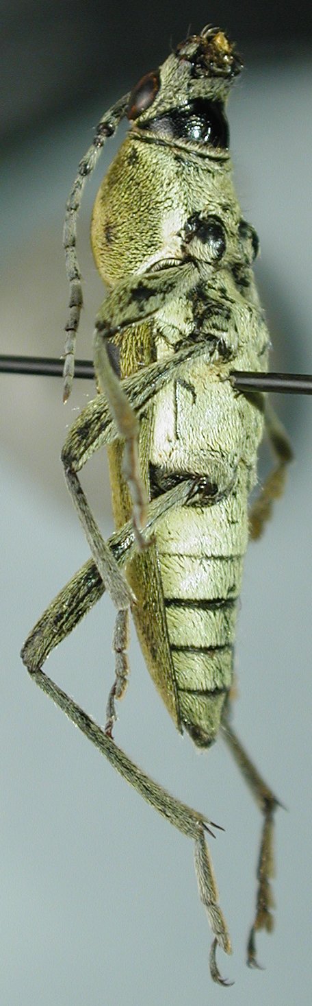 Cerambycoidea Forum - Laos: Demonax pseudonotabilis