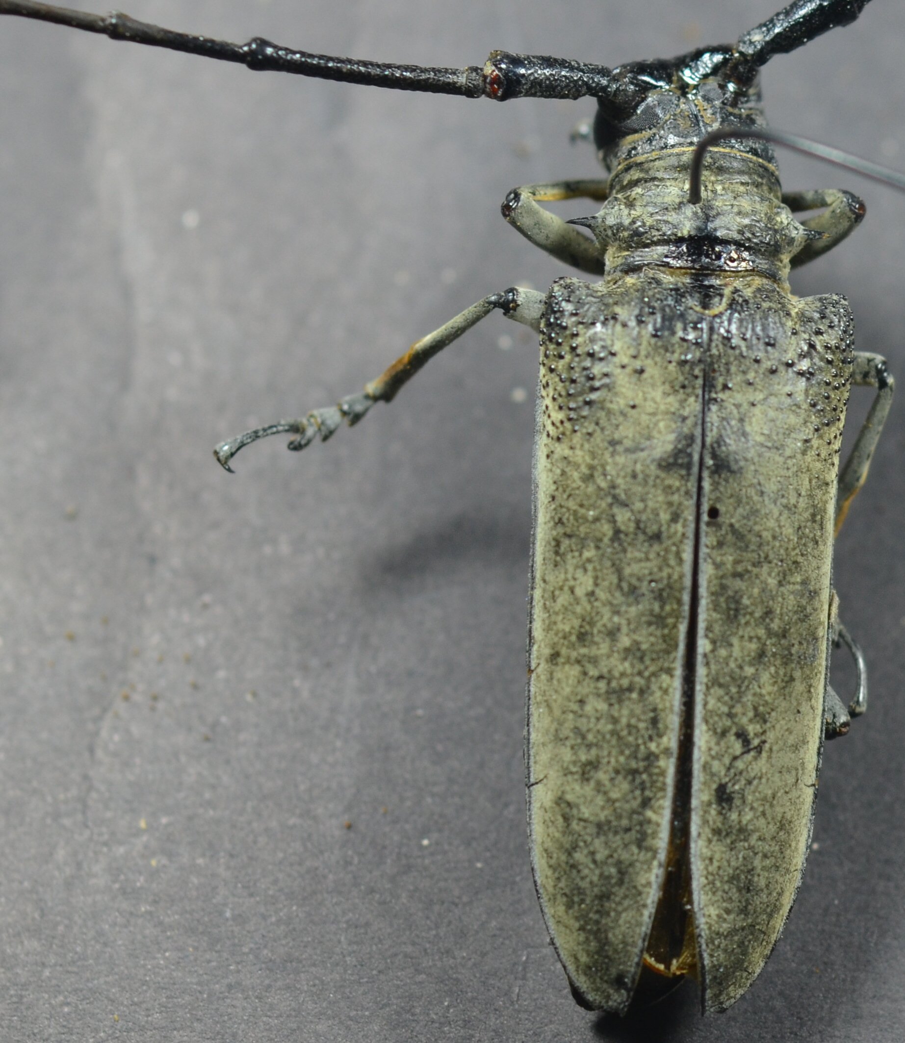 Cerambycoidea Forum - Pakistan: Apriona cinerea