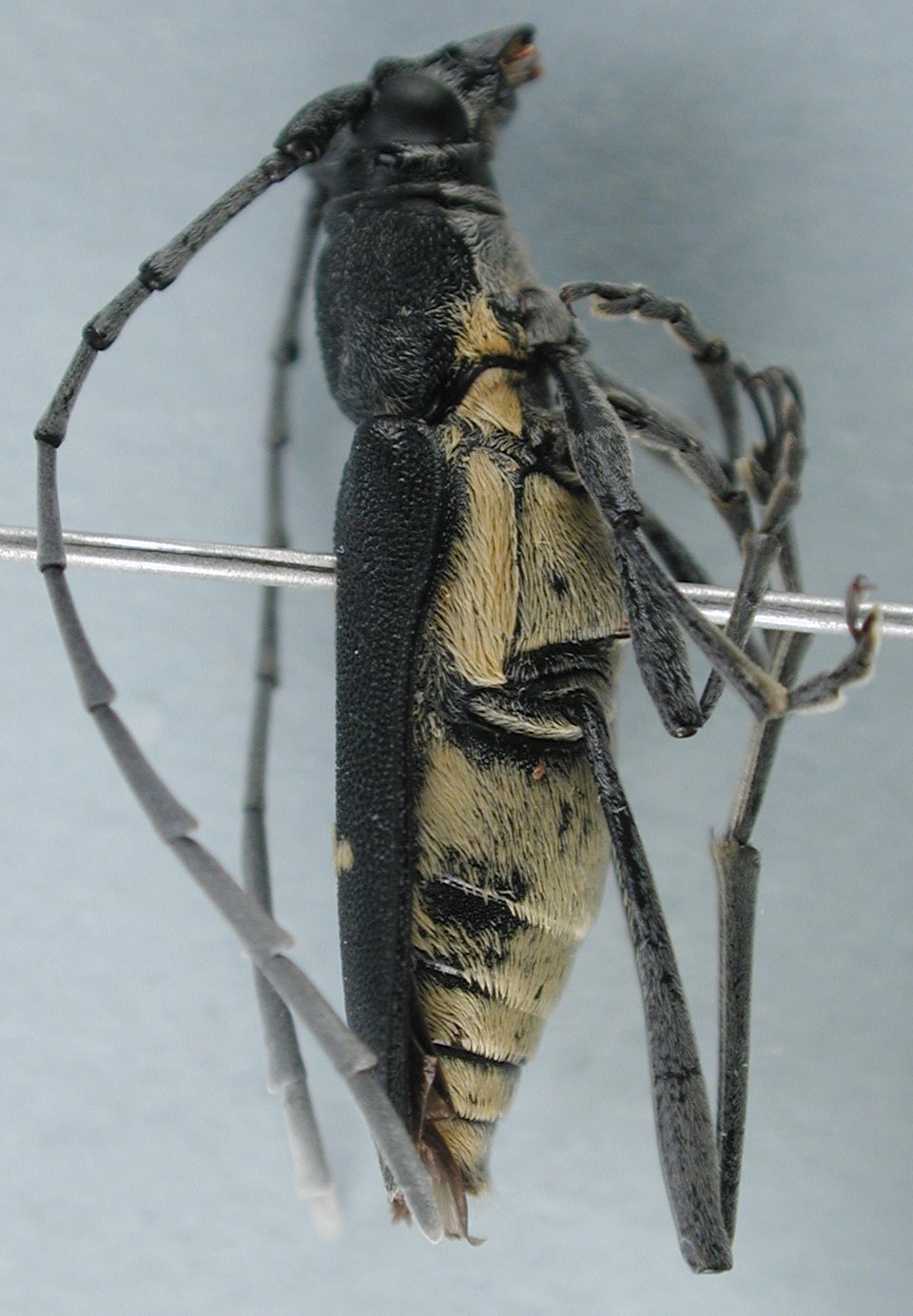 Cerambycoidea Forum - China: Prothema signatum