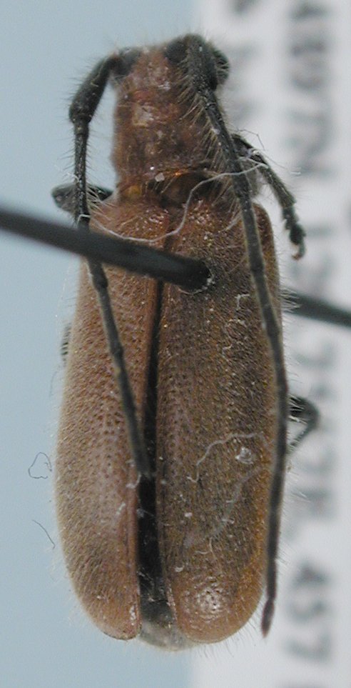 Cerambycoidea Forum - Penthides from Taiwan