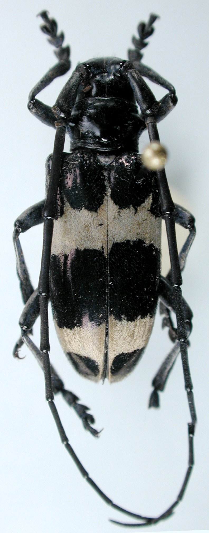 Cerambycoidea Forum - Vietnam: Anoplophora cheni