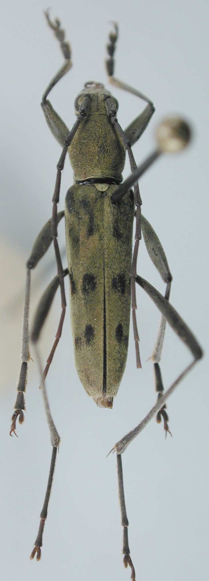 Cerambycoidea Forum - Vietnam: Rhaphuma luteopubens