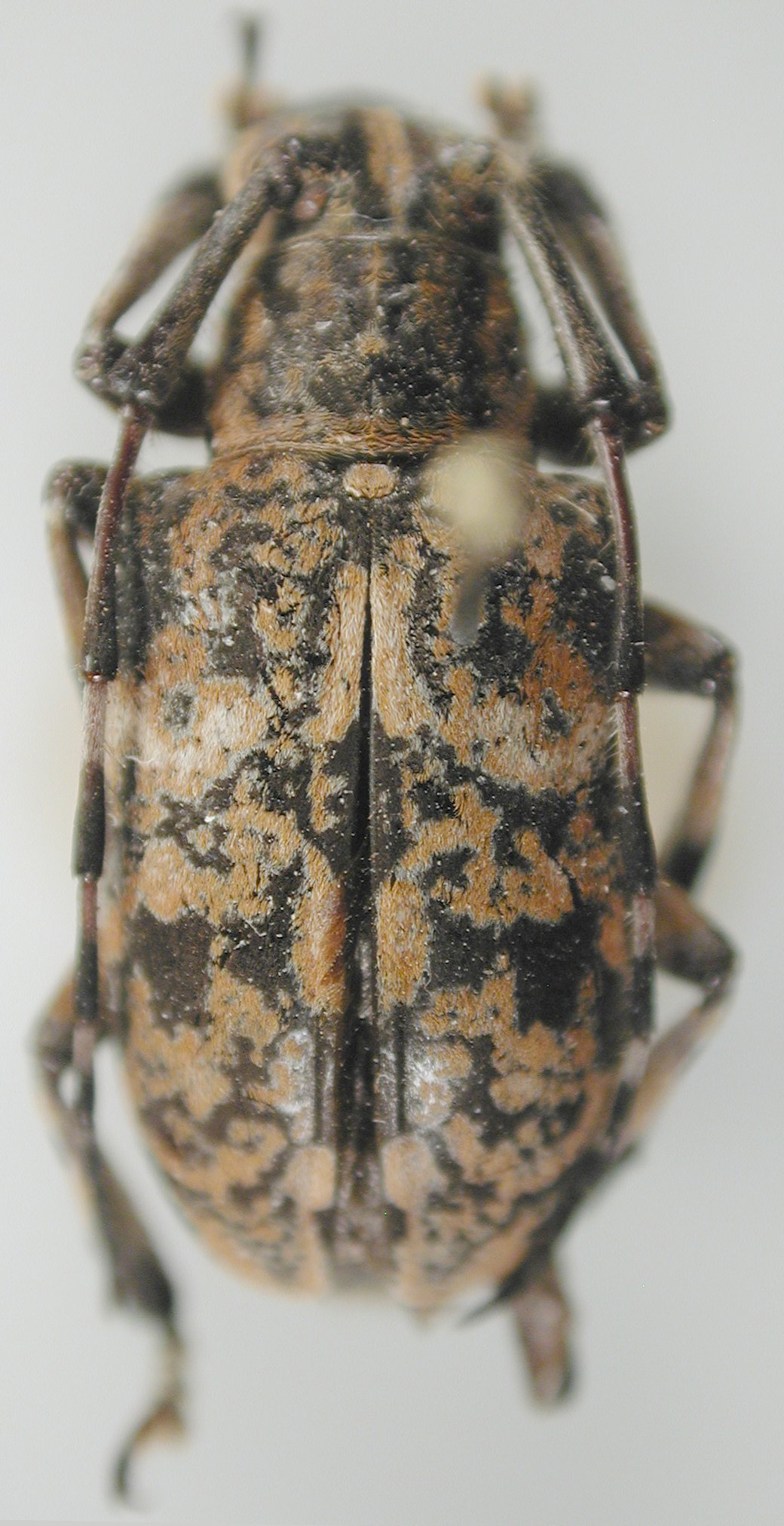Cerambycoidea Forum - Coptops Philippines