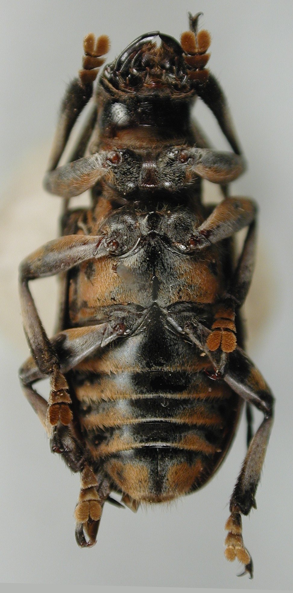 Cerambycoidea Forum - Coptops Philippines