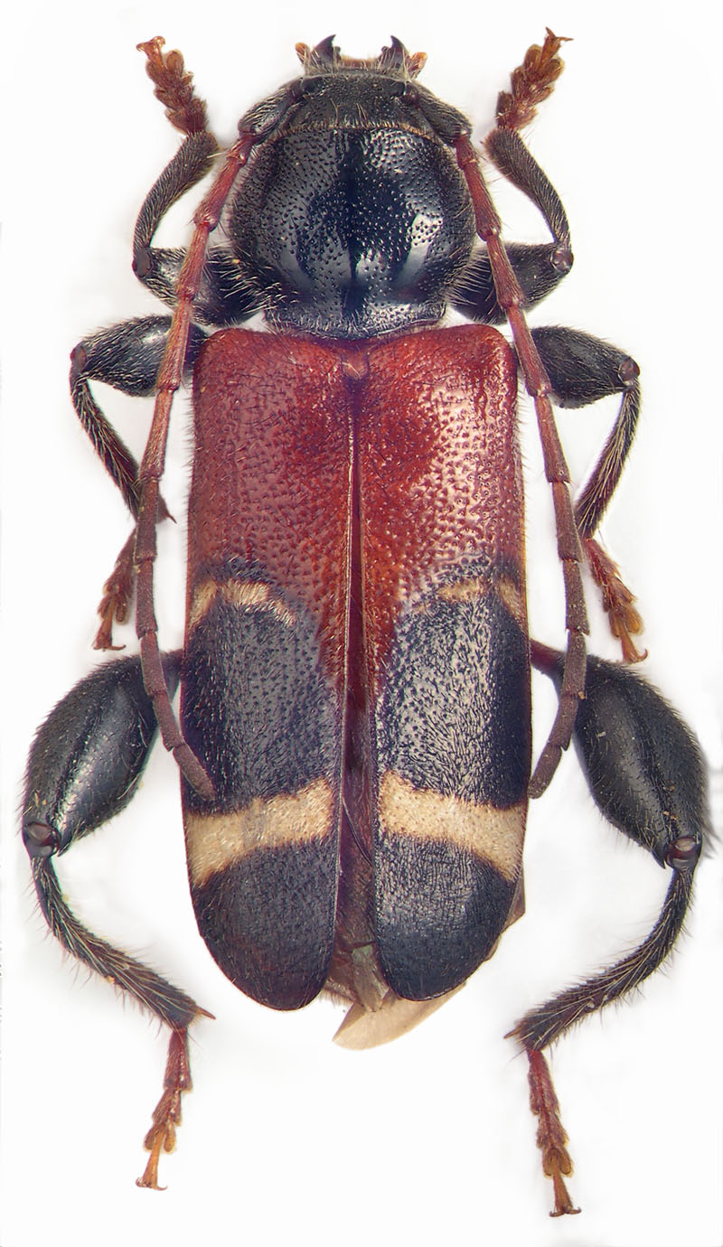 Cerambycoidea Forum - China: Phymatodes (Poecilium) latefasciatus n. sp.