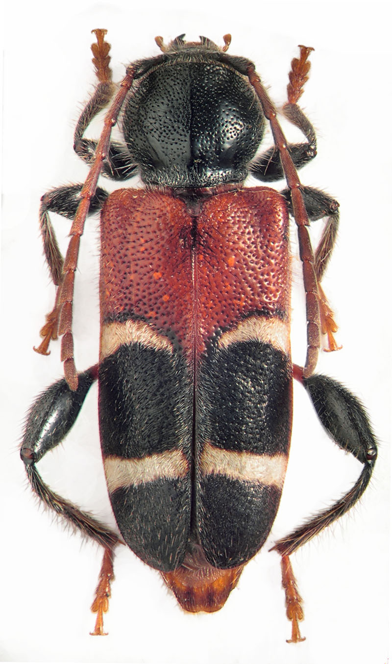 Cerambycoidea Forum - China: Phymatodes (Poecilium) latefasciatus n. sp.