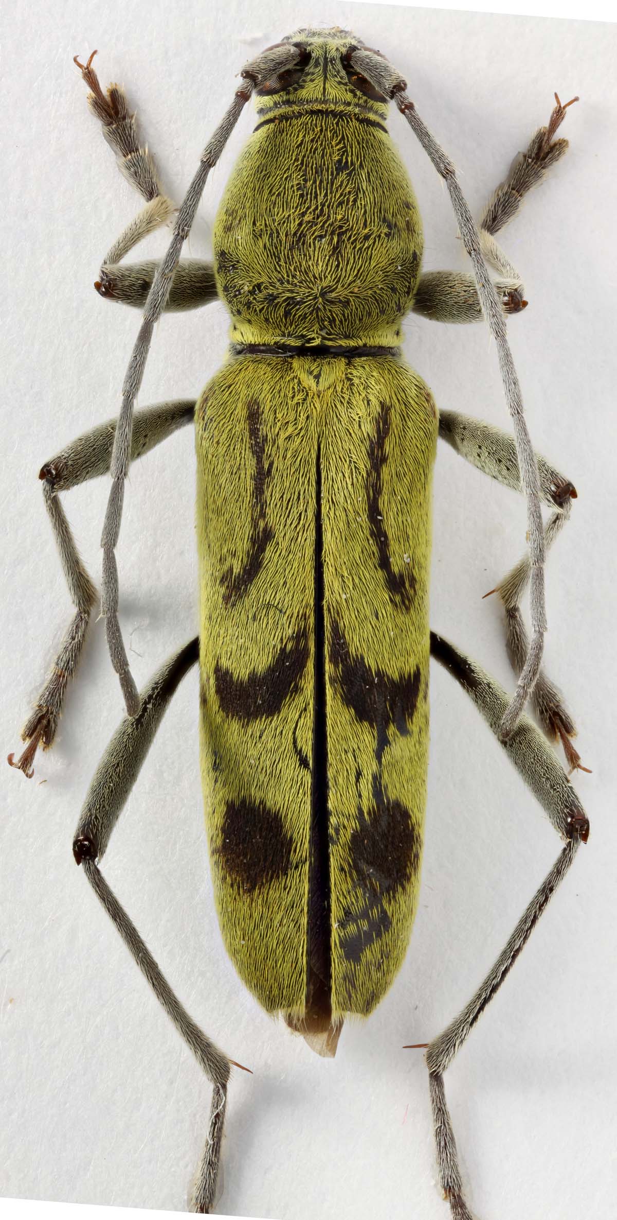 Cerambycoidea Forum - Vietnam, Chlorophorus: ictericus