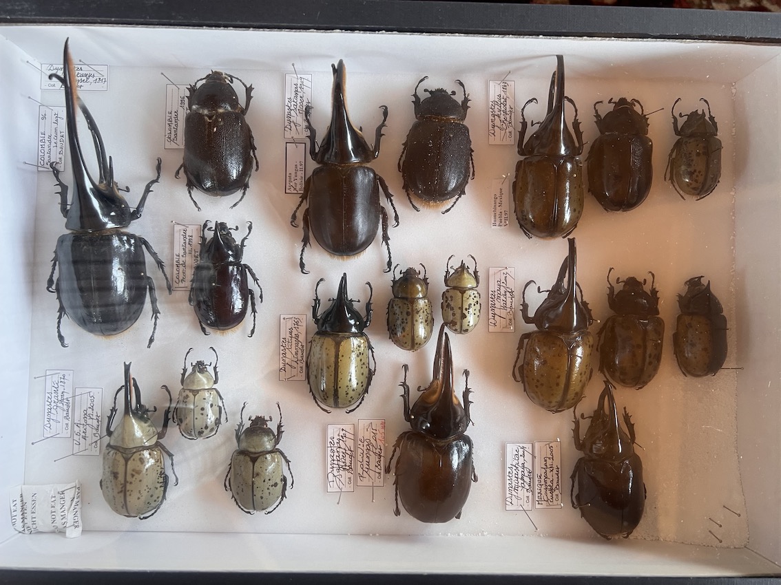 Cerambycoidea Forum - Dynastinae Collection of Henri Michel BAUDET